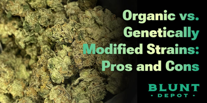 Organic vs. Genetically Modified Strains: Pros and Cons - BLUNTDEPOT