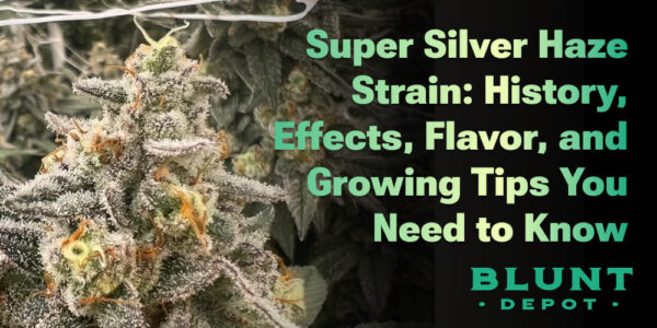 Super Silver Haze Strain: The Ultimate Guide to Its Effects, Flavor ...