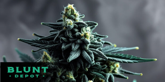 Dark Weed: A Guide to the Most Popular "Dark" Cannabis Strains - BLUNTDEPOT