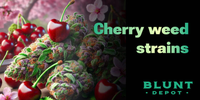 Cherry Weed Strains: Overview and Benefits - BLUNTDEPOT