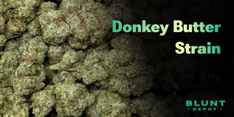 Donkey Butter Strain - BLUNTDEPOT