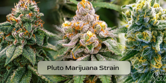 Pluto Marijuana Strain - BLUNTDEPOT