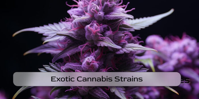 Exotic Cannabis Strains - BLUNTDEPOT